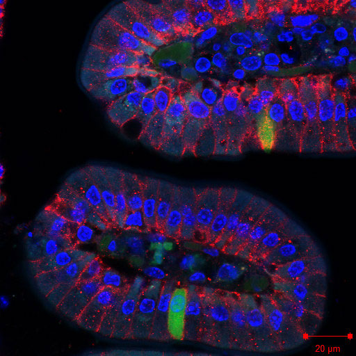 Moroy Laboratory – Research Unit on Hematopoiesis and cancer